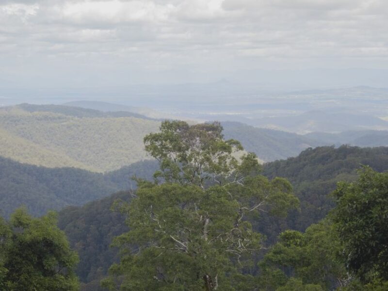 From Brisbane: Maiala Rainforest Private Tour - FAQ