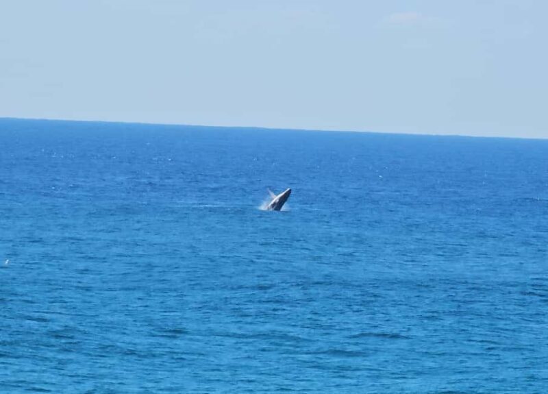 From Brisbane: North Stradbroke Island Wildlife Adventure - Final Thoughts