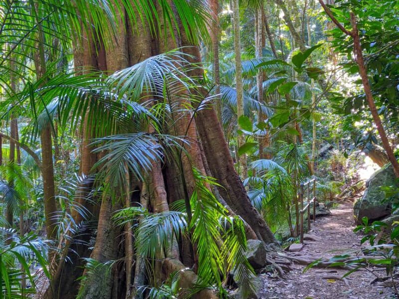 From Brisbane: Tamborine Mountain and Paradise Point Tour - Discovering Queensland’s Gold Coast Hinterland