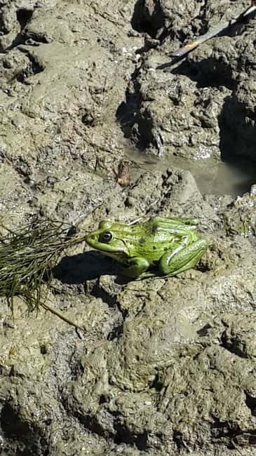 From Bucharest: 3-Day Danube Delta Birdwatching Private Tour - Key Points