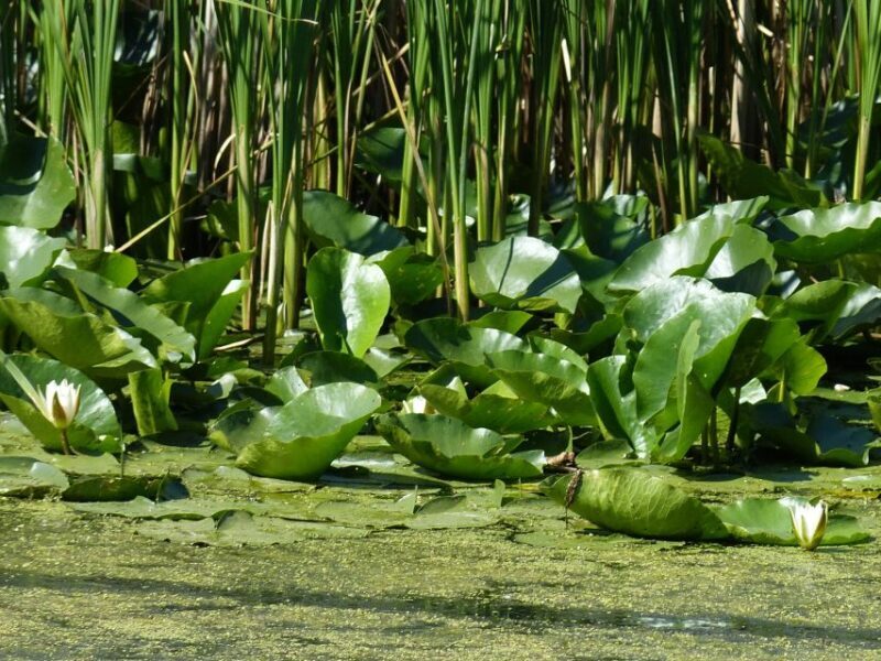 From Bucharest: 3-Day Danube Delta Birdwatching Private Tour - Visiting Halmyris Fortress