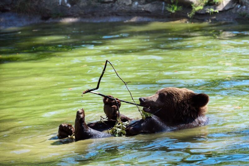 From Bucharest: Bear Sanctuary and Dracula Castle Day Tour - From Bucharest: Bear Sanctuary and Dracula Castle Day Tour
