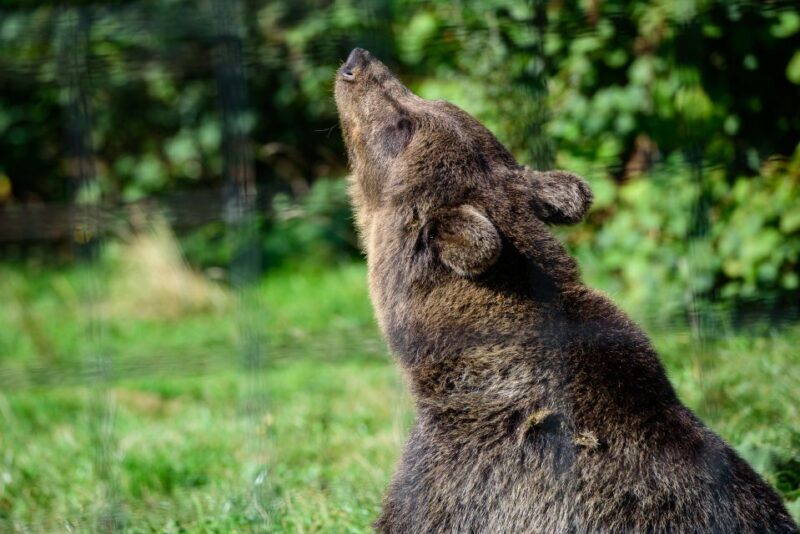 From Bucharest: Bear Sanctuary and Dracula Castle Day Tour - Exploring the Itinerary in Detail
