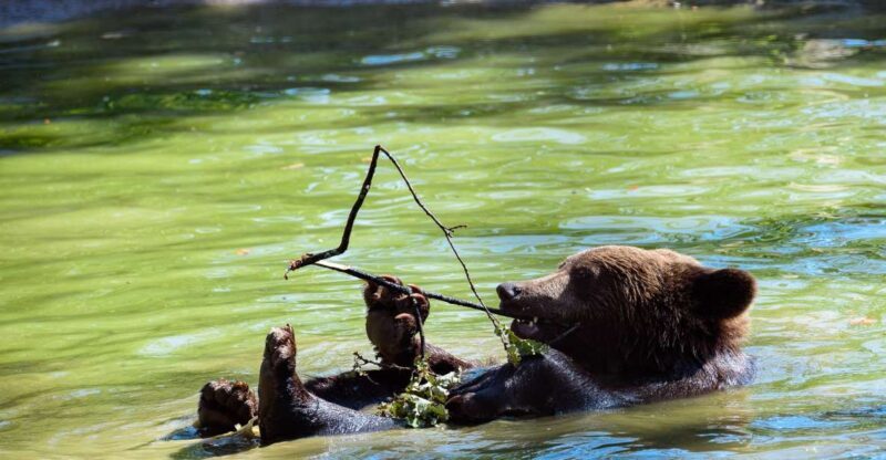 From Bucharest: Bear Sanctuary and Dracula Castle Day Tour - Who Should Consider This Tour?