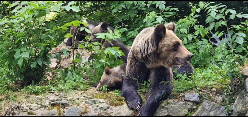 From Bucharest: Bears Sanctuary&Rasnov Fortress Private tour - Key Points