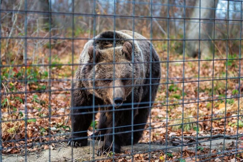 From Bucharest: Dracula's Castle & Bear Sanctuary Adventure - Final Thoughts