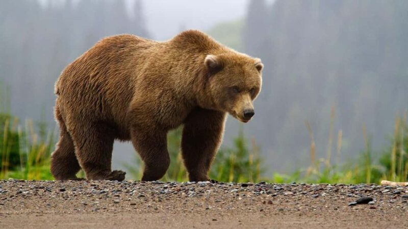 From Bucharest: Fgra Mountains and Bear Watching Tour - The Itinerary and What to Expect