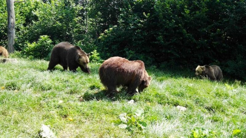 From Bucharest: Libearty Bear Sanctuary and Dracula's Castle - Key Points