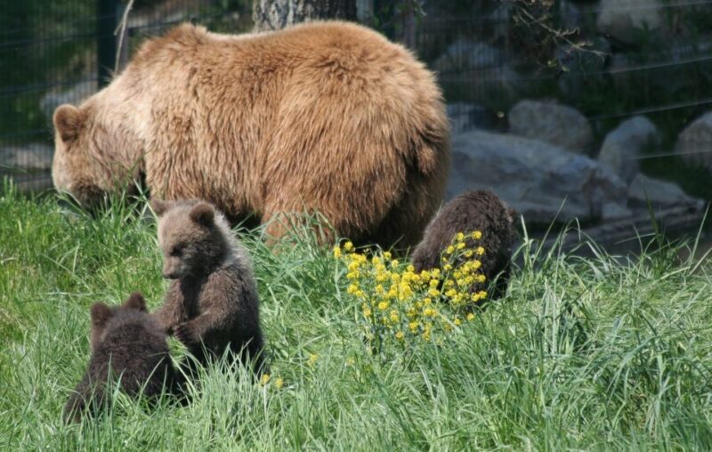 From Bucharest: Libearty Bear Sanctuary and Dracula's Castle - An In-Depth Look at the Tour Experience