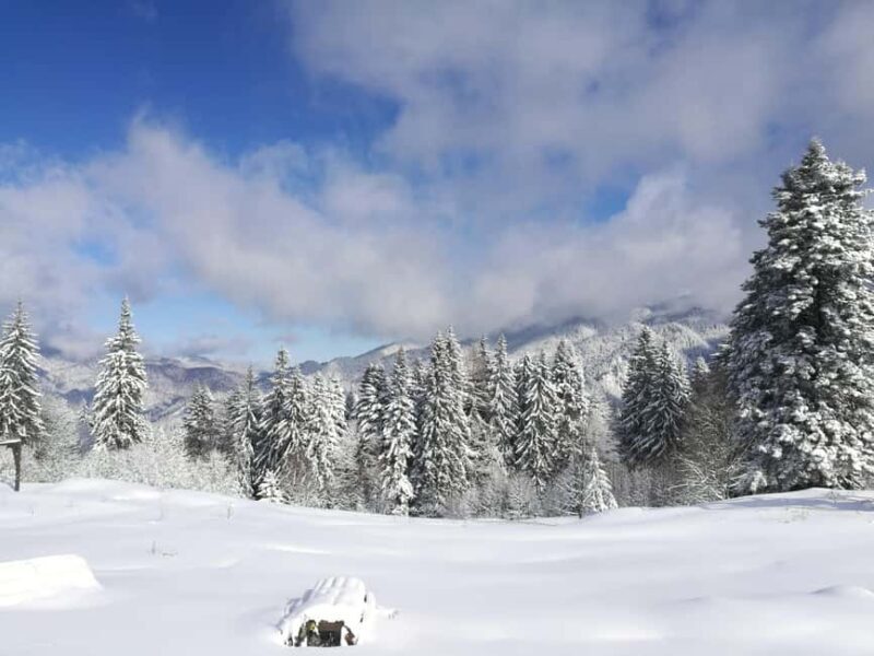 From Bucharest: Snowmobile Tour in the Carpathian Mountains - An In-Depth Look at the Experience