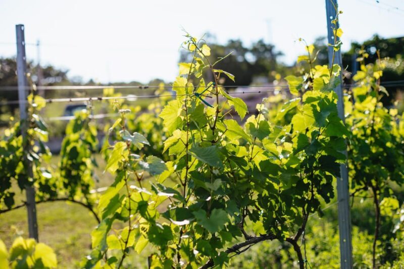 From Budapest: Etyek Wine Tasting Tour with 3-Course Meal - The Experience from the Reviews: Authenticity and Expertise