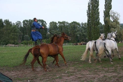 From Budapest: Puszta Horse Show and Countryside Visit - Who Will Love This Tour?
