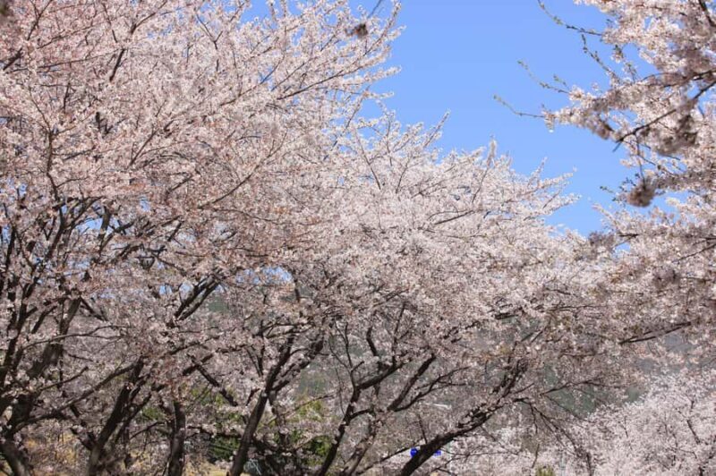 From Busan: Jinhae Cherry Blossom Festival Guided Day Trip - A closer look at the experience