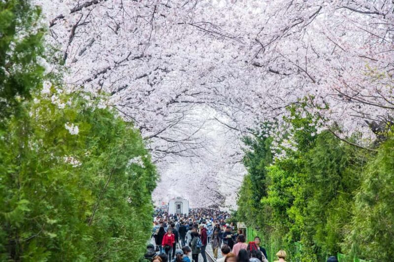 From Busan: Jinhae Cherry Blossom Festival Guided Day Trip - Price and value