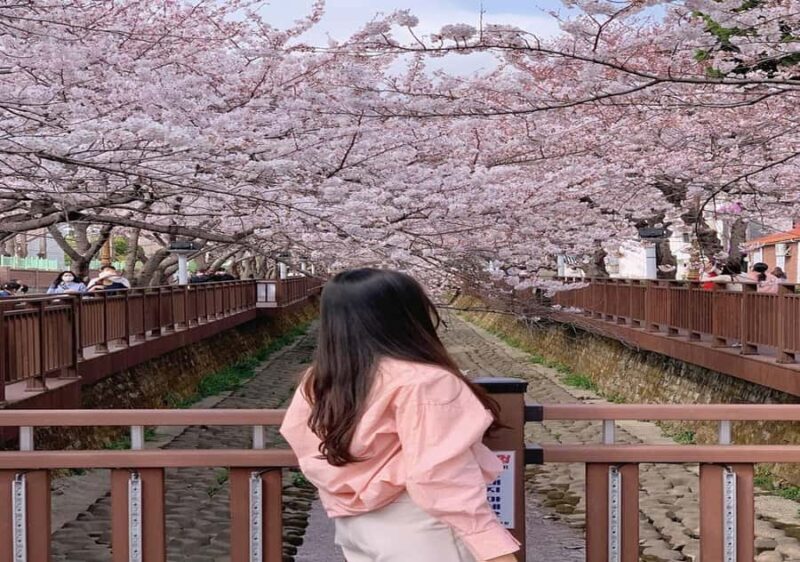 From Busan: Jinhae Cherry Blossom Festival Guided Day Trip - FAQs