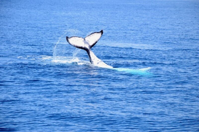 From Busselton: Half-Day Coastal and Wildlife Eco Tour - The Sum Up: Who Will Love This Tour?