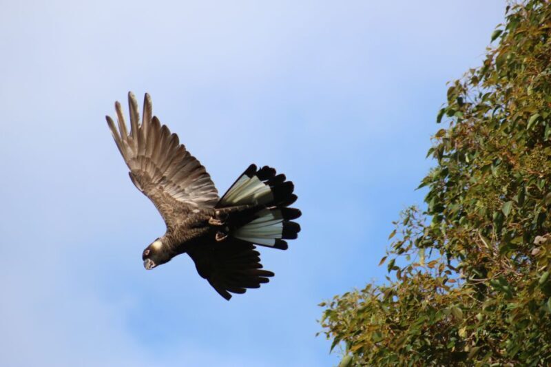 From Busselton: Half-Day Coastal and Wildlife Eco Tour - FAQ: Practical Questions Answered
