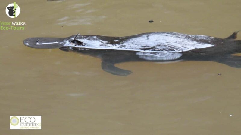 From Byron Bay: Platypus Spotting Walk - A Friendly Introduction to a Unique Encounter