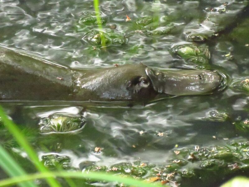 From Byron Bay: Platypus Spotting Walk - Frequently Asked Questions