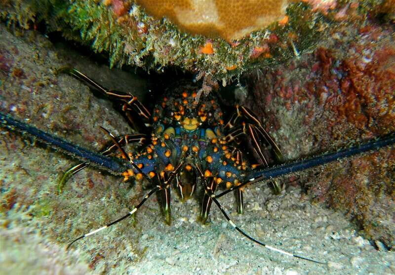 From Cabo: Cabo Pulmo Marine Park Snorkeling and Kayaking - Authenticity and Experience: What Travelers Say