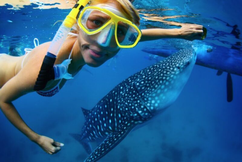 From Cabo: Snorkel with Whale Sharks in La Paz - Key Points