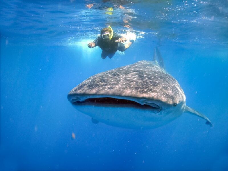 From Cabo: Snorkel with Whale Sharks in La Paz - Rest and Cultural Stops