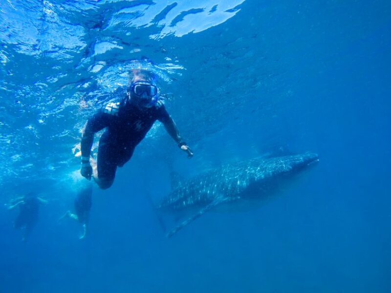From Cabo: Snorkel with Whale Sharks in La Paz - Transportation and Group Size: Why It Matters