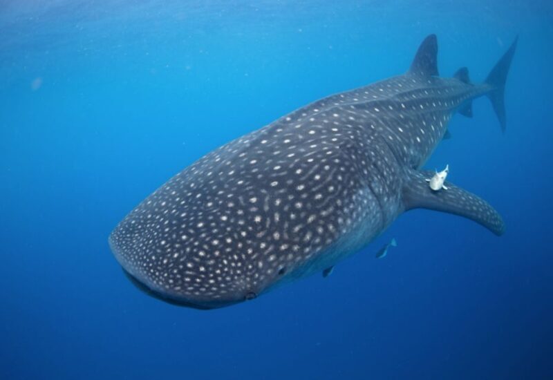 From Cabo: Snorkel with Whale Sharks in La Paz - Analyzing the Value