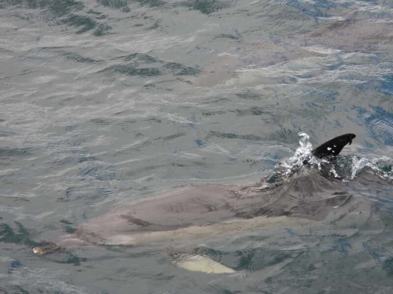 From Cádiz Bay: Tarifa Dolphin Watching Tour - Final Thoughts: Why This Tour is a Strong Pick