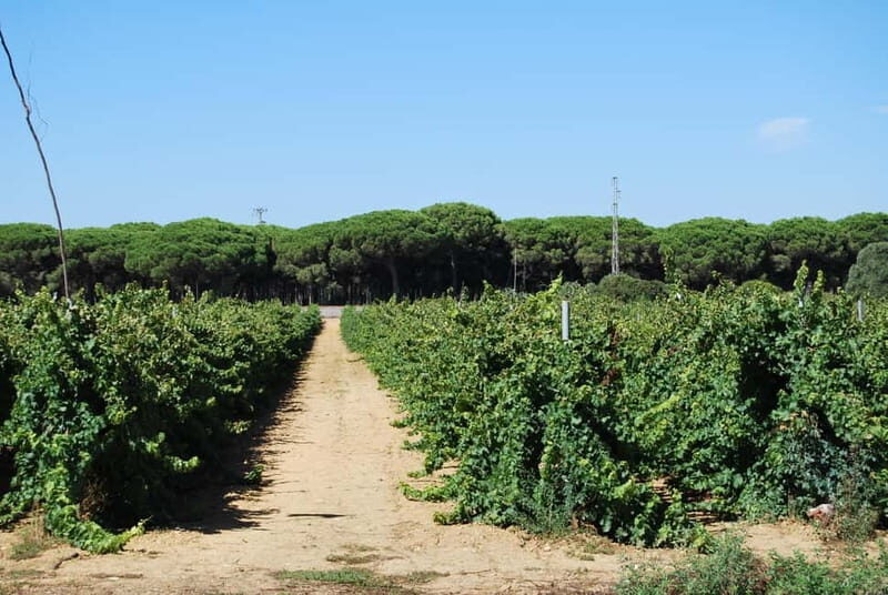 From Cádiz: Chiclana de la Frontera Winery Tour with Lunch - Key Points