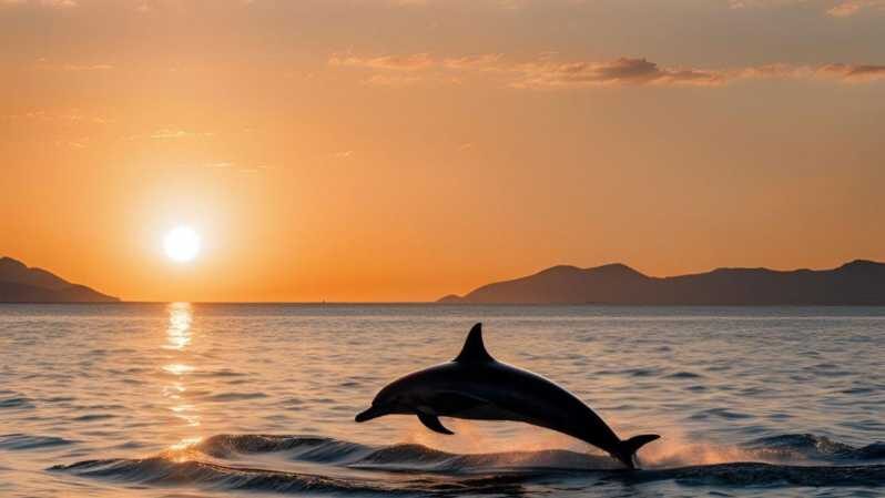 From Cagliari: sunset dolphin watching tour - Dolphin Sightings: Are They Common?
