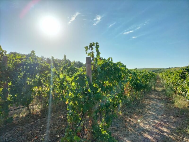 From Cagliari: Wine Cellar Tour with Tastings - Practical Details Summary
