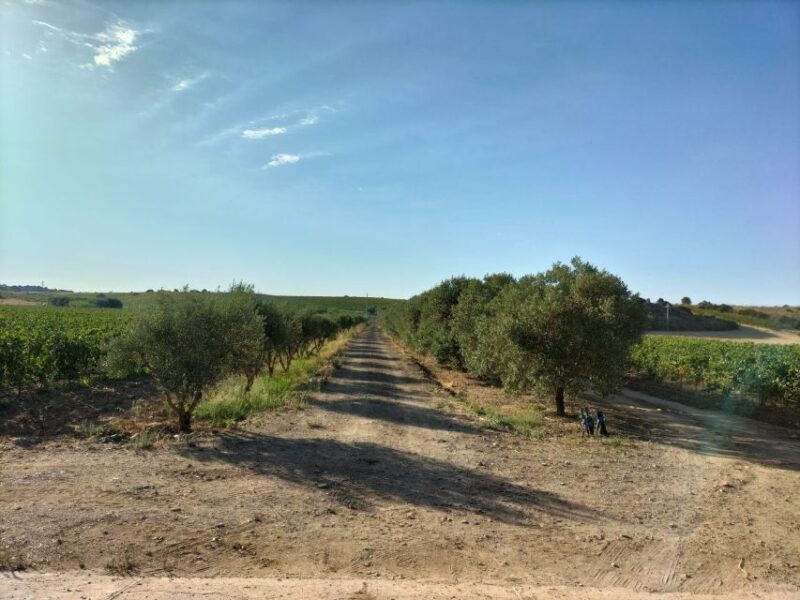 From Cagliari: Wine Cellar Tour with Tastings - Final Thoughts