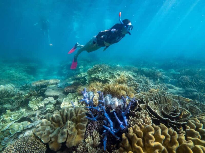 From Cairns: 2 Islands 1 day - Fitzroy & Green Islands - Snorkeling & Marine Encounters