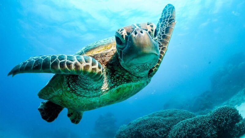 From Cairns: 3-Day Reef, Rainforest, and Outback Package - Key Points