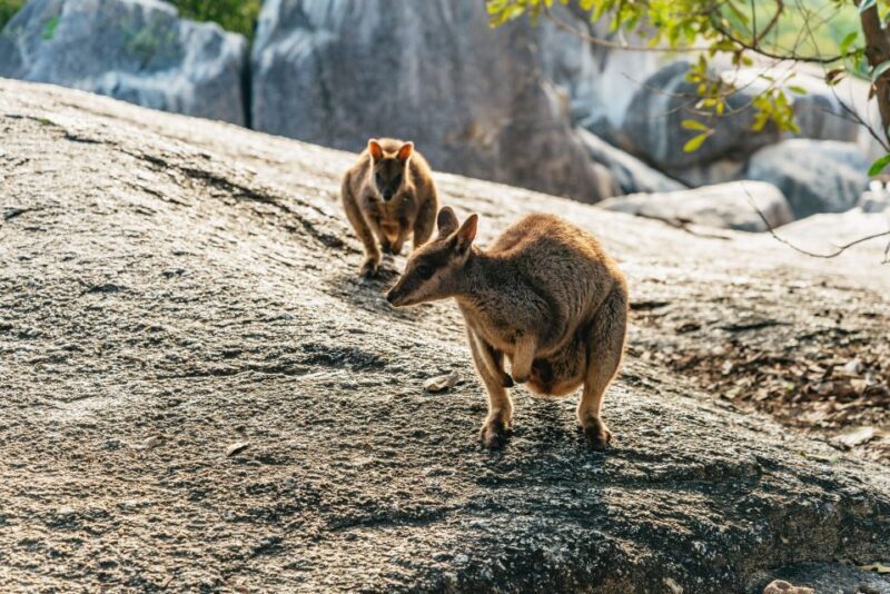 From Cairns: Chillagoe Caves and Outback Full-Day Tour - Key Points