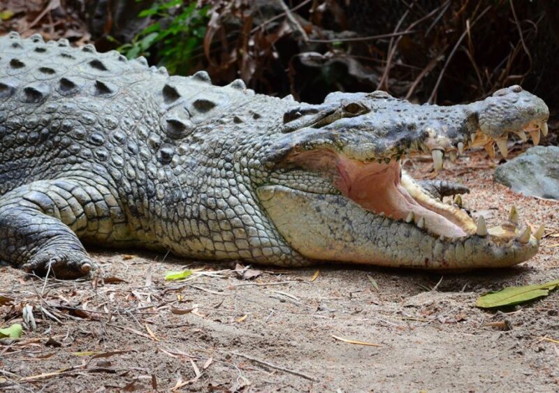 From Cairns: Daintree Wilderness & Cape Tribulation Bus Tour - Practical Details and Tips
