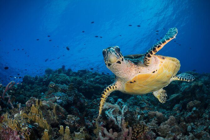 From Cairns: Dunk Island Day Tour - Nature, Beaches, and Scenic Views - What Youll Encounter