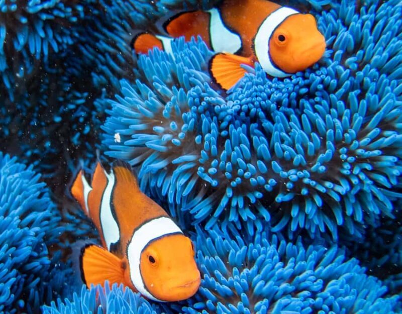 From Cairns: Frankland Islands Express Tour - Authentic Experiences and Honest Insights