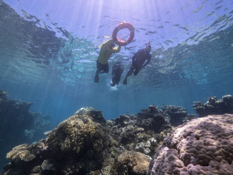 From Cairns: Great Barrier Reef Cruise by Premium Catamaran - Who Will Love This Experience?