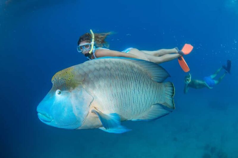 From Cairns: Great Barrier Reef Pontoon Experience - Key Points