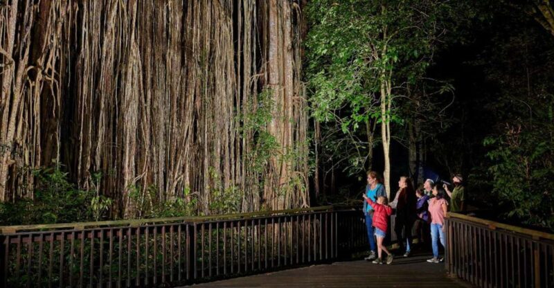 From Cairns: Rainforest & Nocturnal Wildlife Tour - Key Points