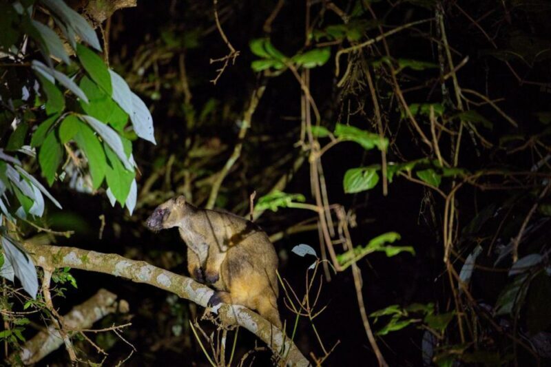 From Cairns: Rainforest & Nocturnal Wildlife Tour - An In-Depth Look at the Experience