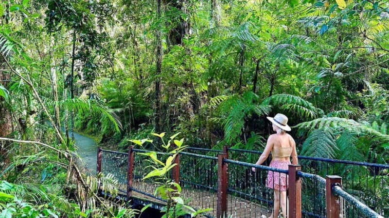 From Cairns: Waterfall Tour with Lunch - An Overview of What to Expect
