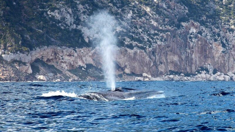 From Cala Gonone: naturalistic excursion on a RIB - Introduction: An Exciting Coastal Adventure in Sardinia