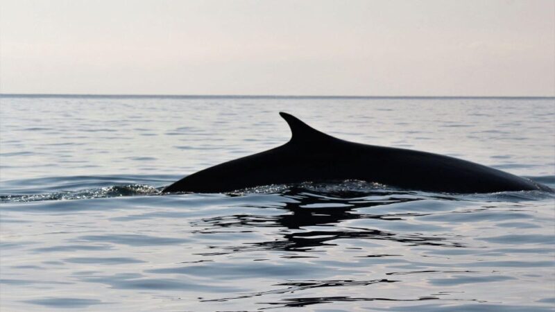 From Cala Gonone: naturalistic excursion on a RIB - Key Points