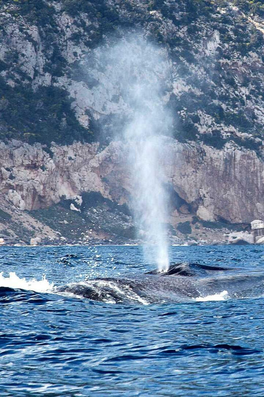 From Cala Gonone: naturalistic excursion on a RIB - The Experience and Its Value