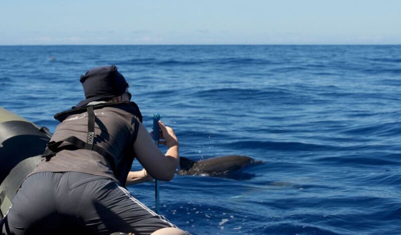 From Calheta: Madeira Whale and Dolphin Watching Boat Tour - Key Points