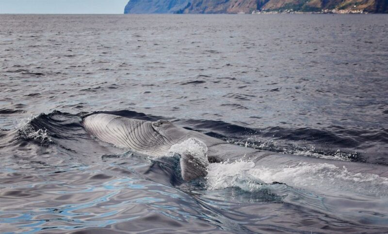 From Calheta: Madeira Whale and Dolphin Watching Boat Tour - A Genuine Look at the Madeira Whale and Dolphin Watching Tour