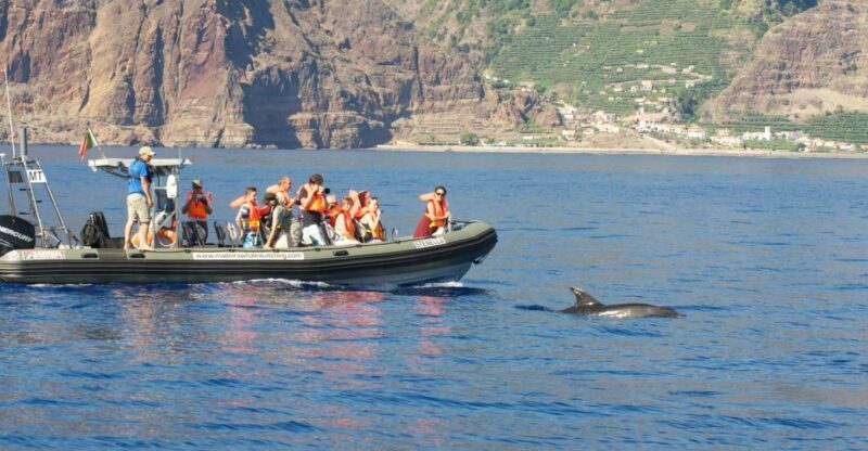 From Calheta: Madeira Whale and Dolphin Watching Boat Tour - Final Words